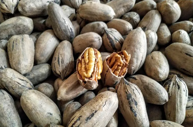 El encuentro de la nuez pecán más importante de Sudamérica se realizará ...